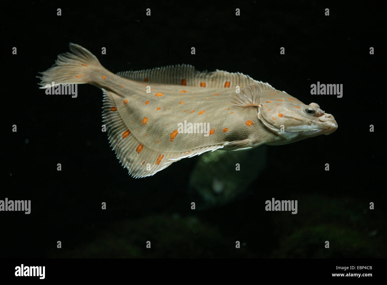 European plaice fish pleuronectes platessa hi-res stock photography and ...