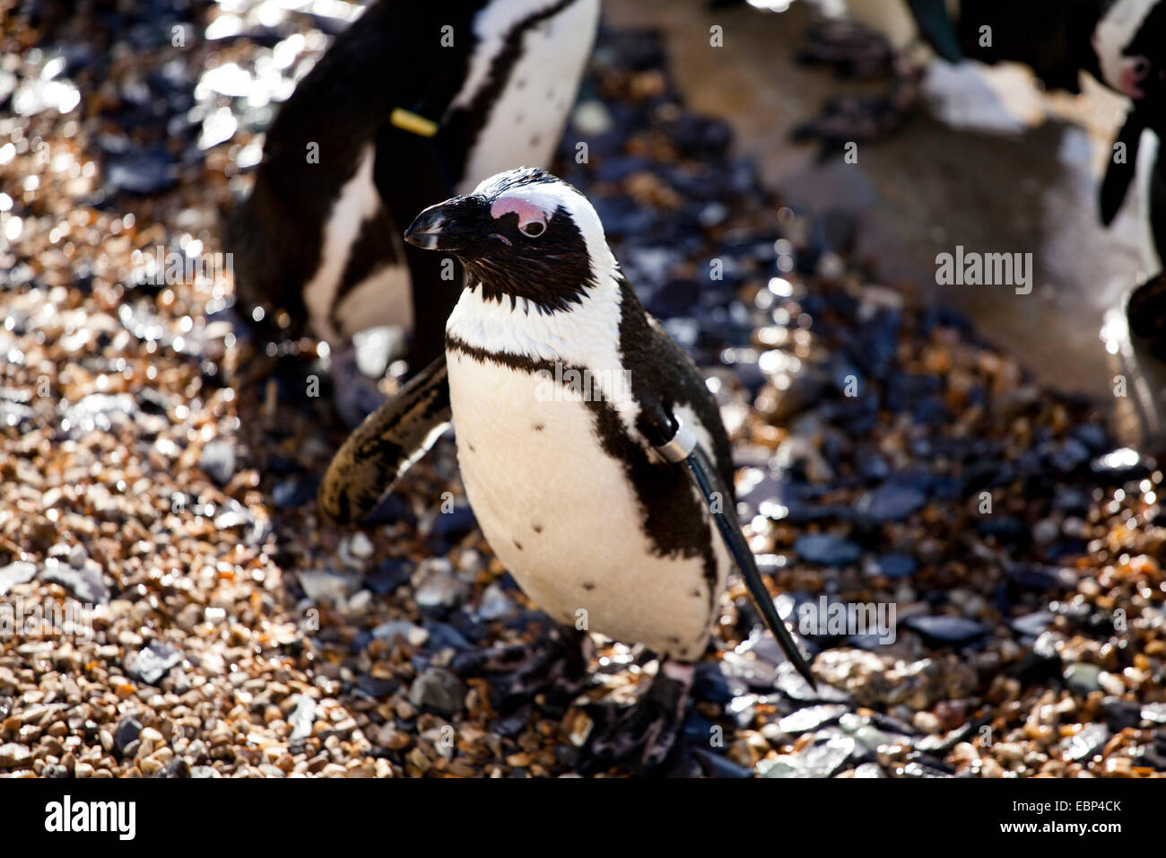 Animals at whipsnade zoo Stock Photo - Alamy