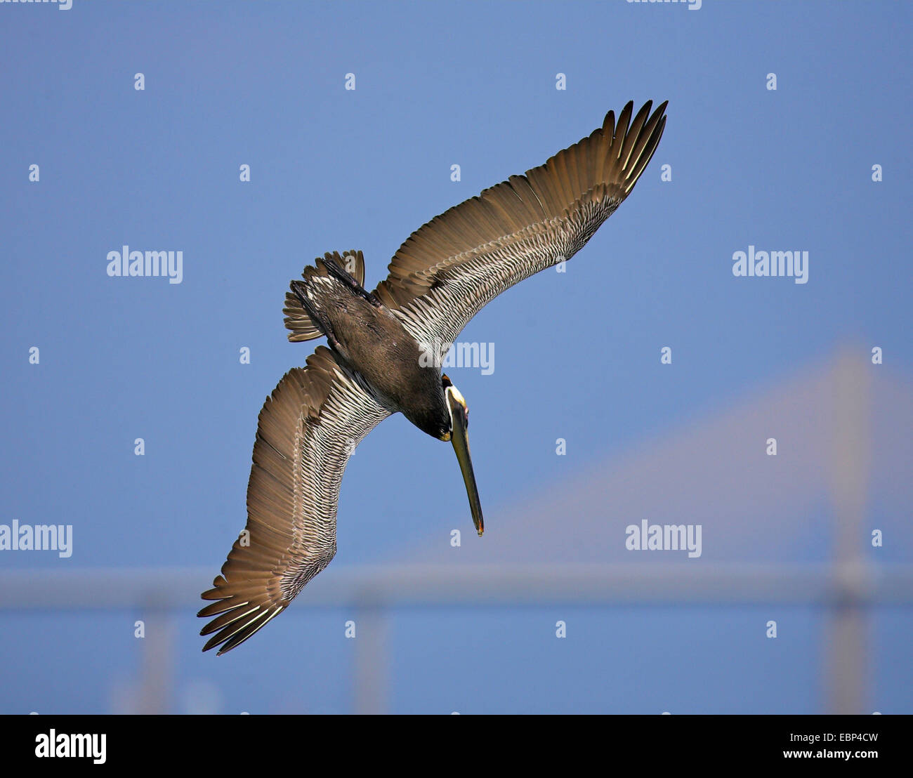 brown pelican (Pelecanus occidentalis), flying, plunges into the water ...