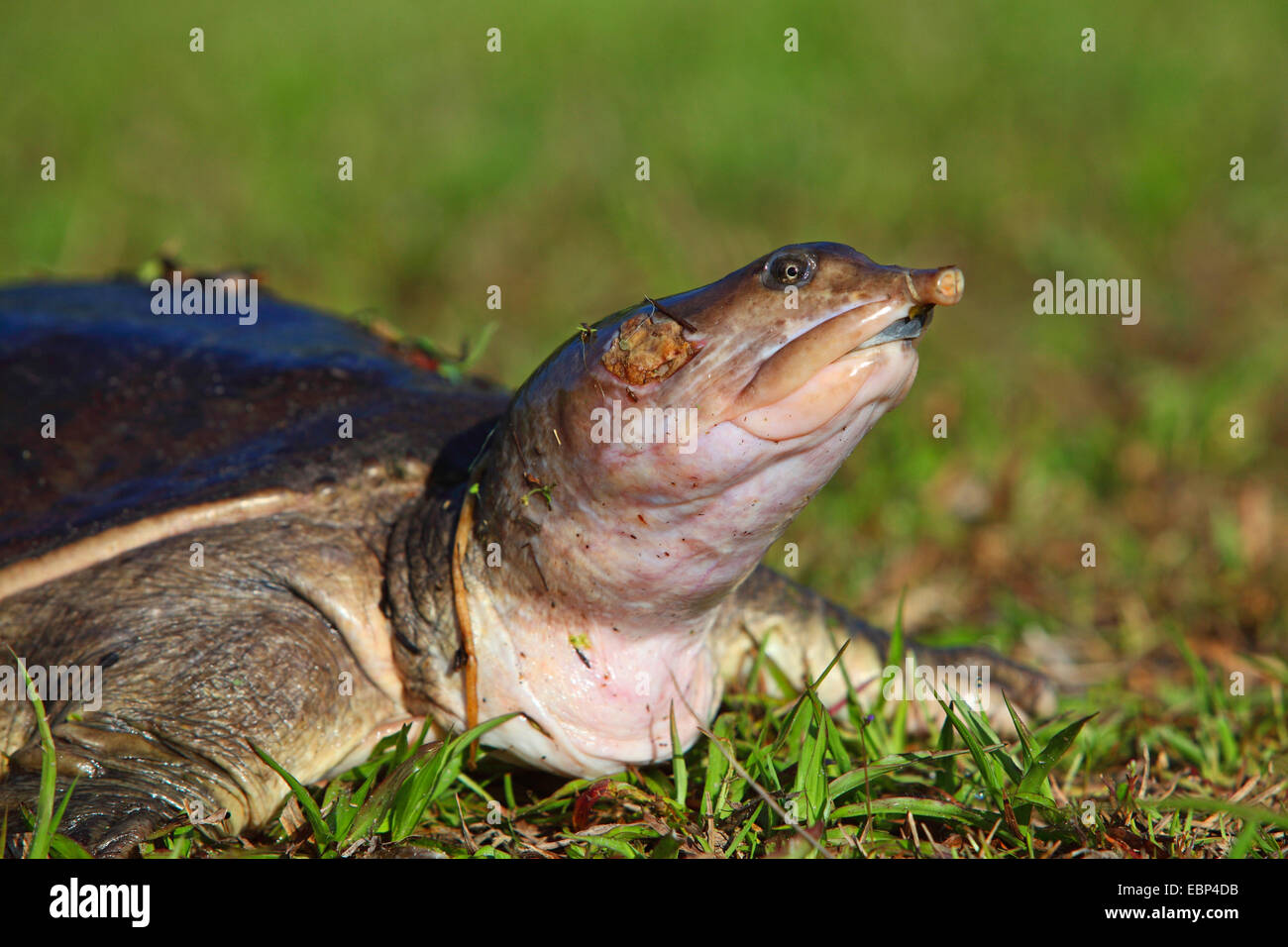 African softshell turtles hi-res stock photography and images - Alamy