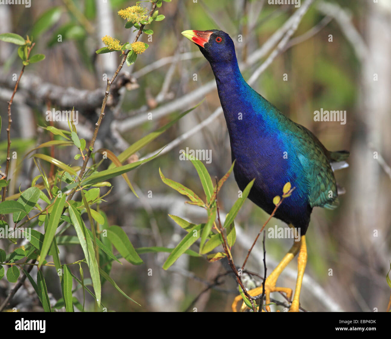 American purple gallinule hi-res stock photography and images - Alamy