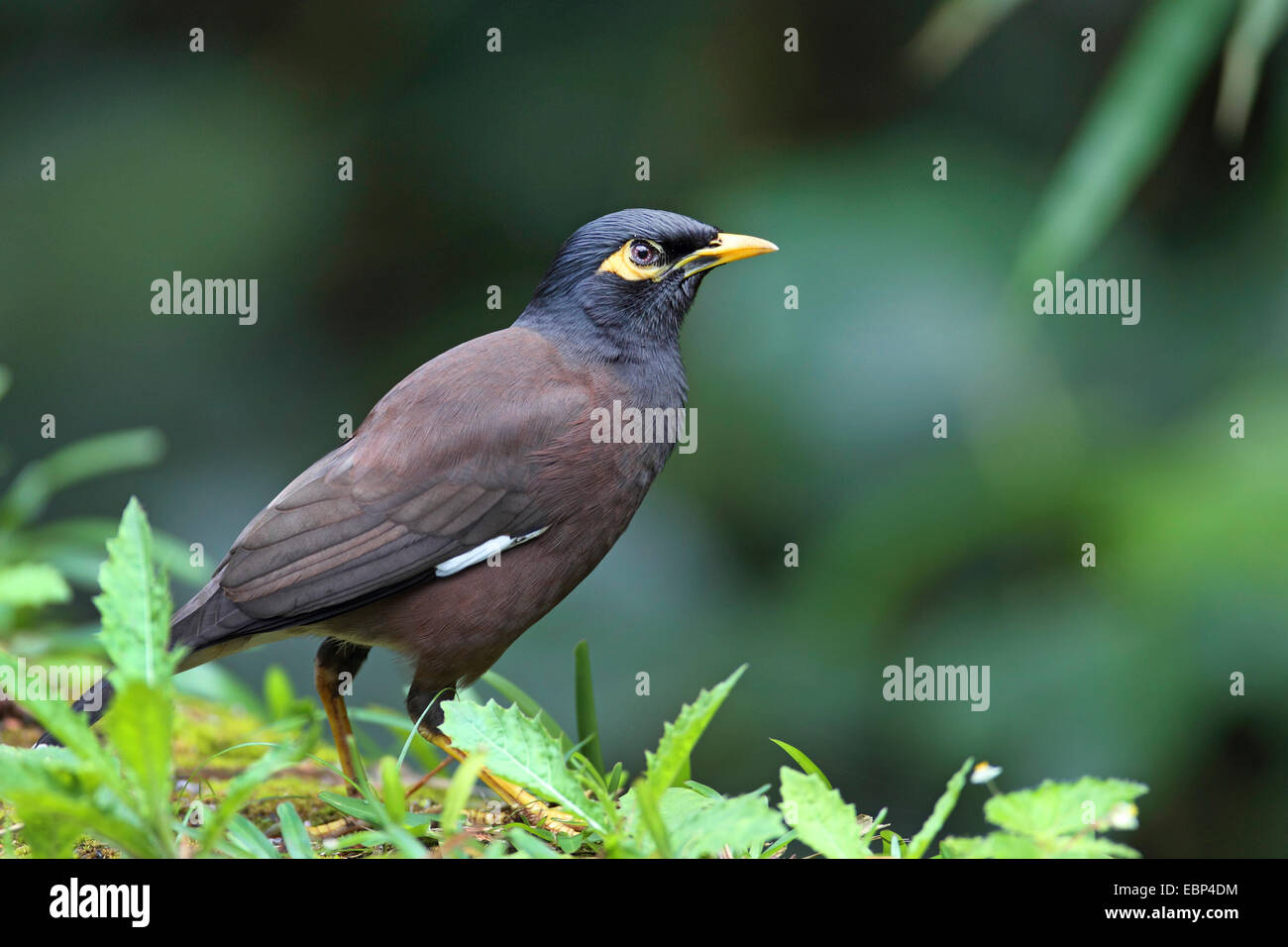 Common mynah hi-res stock photography and images - Alamy