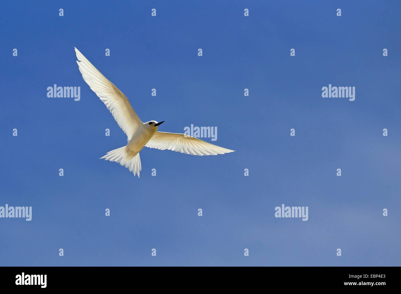 White tern (Gygis alba), flies in a blue sky, Seychelles, Bird Island ...