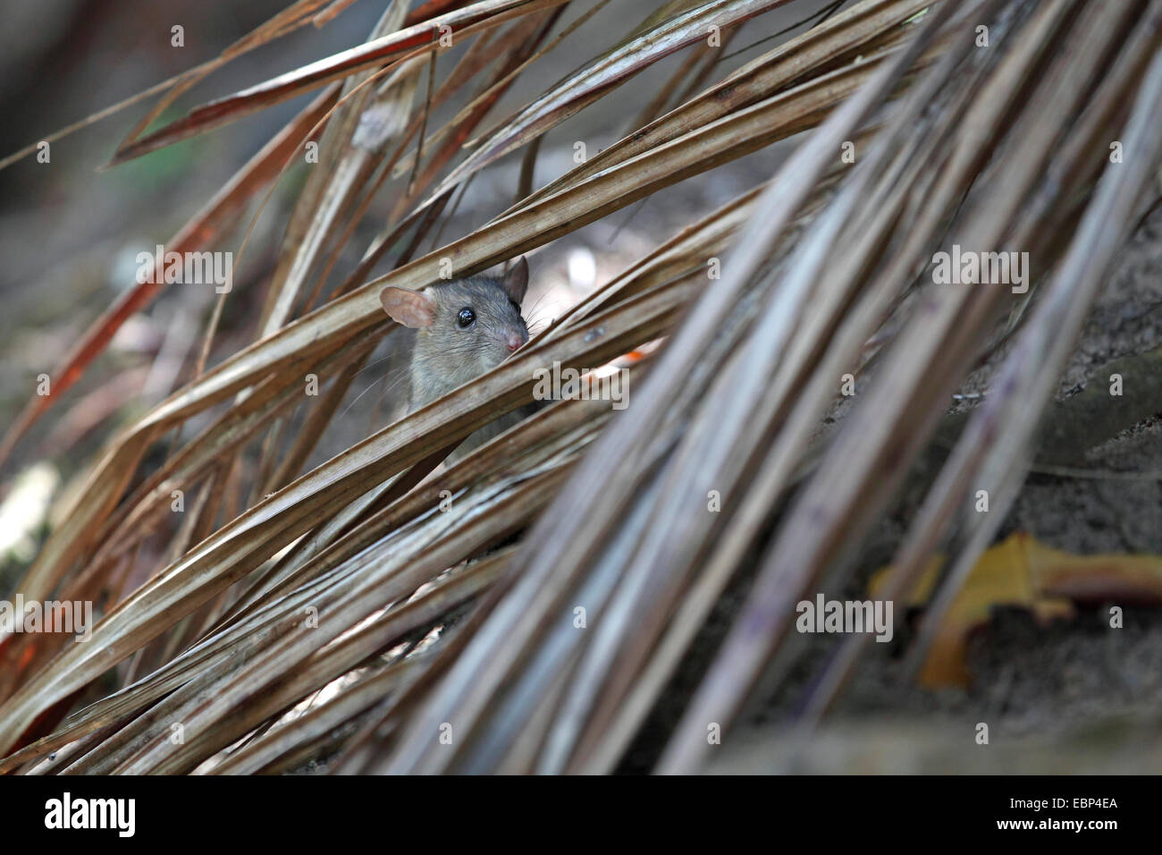 black rat, roof rat, house rat, ship rat (Rattus rattus), rat looks ...