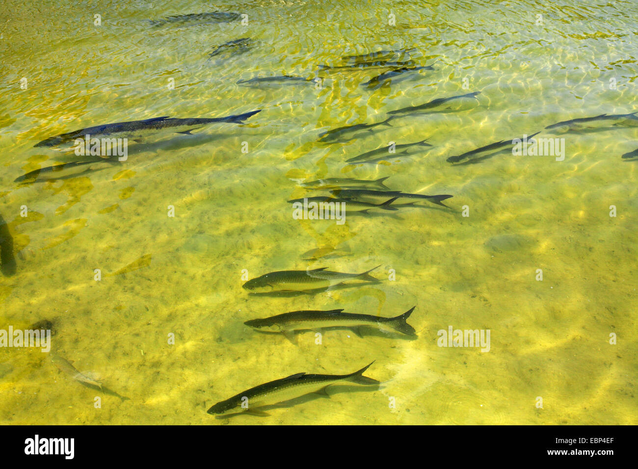 Atlantic tarpon (Megalops atlanticus, Tarpon atlanticus), swarm, USA ...