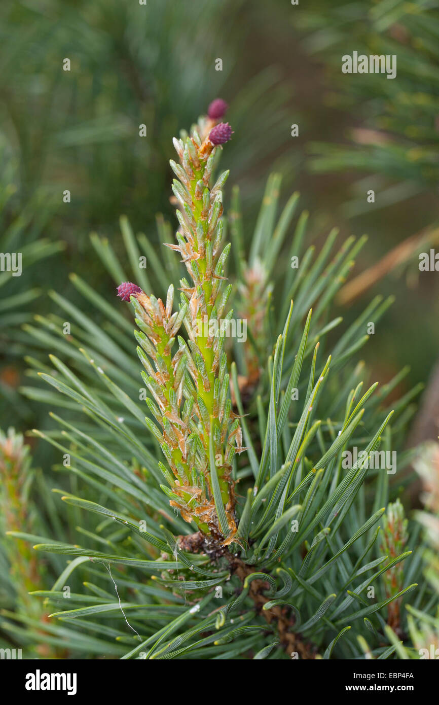 Pine female High Resolution Stock Photography and Images - Alamy