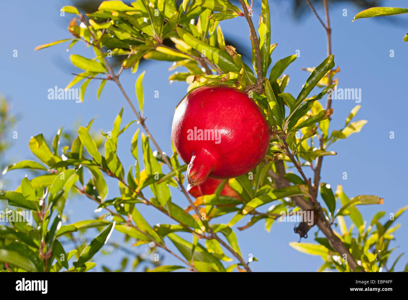 Anar fruit hi-res stock photography and images - Alamy