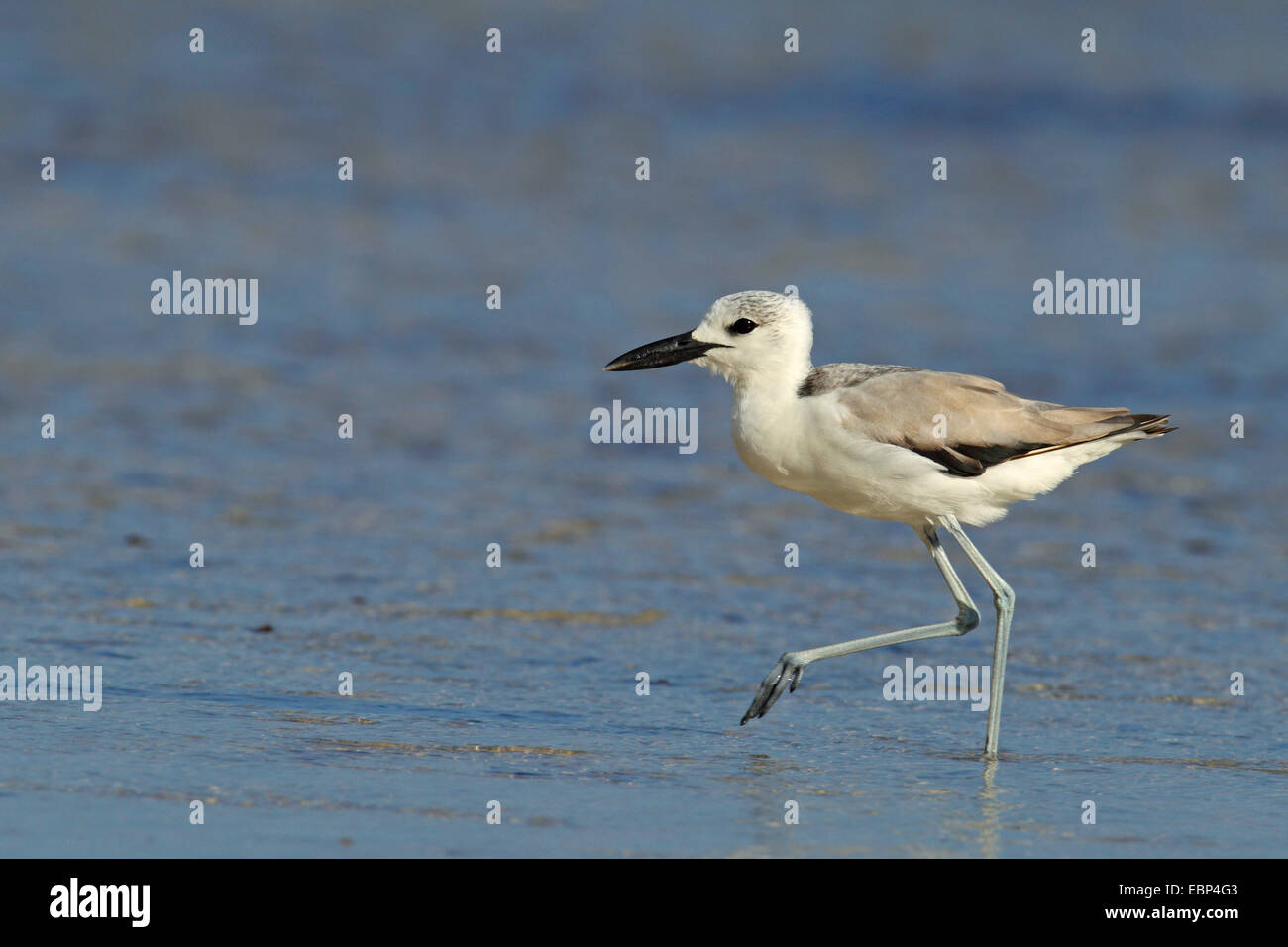 Crab plovers hi-res stock photography and images - Alamy