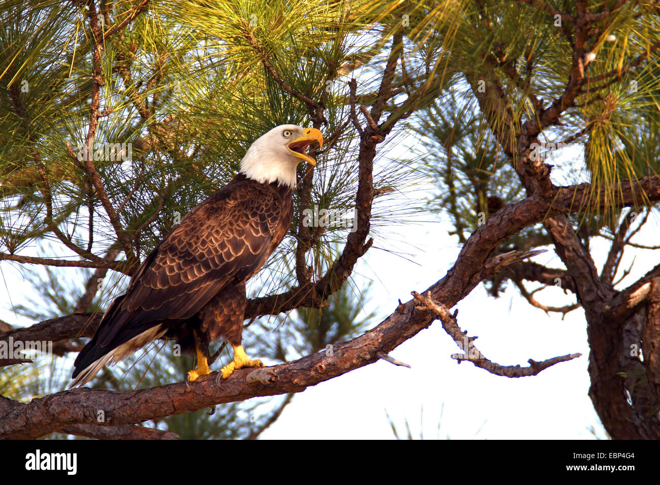 Bald eagles sitting in trees hi-res stock photography and images - Alamy