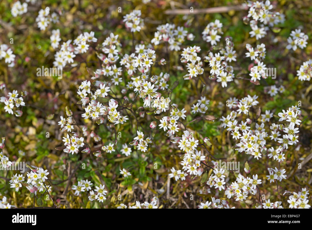 Whitlow grass hi-res stock photography and images - Alamy