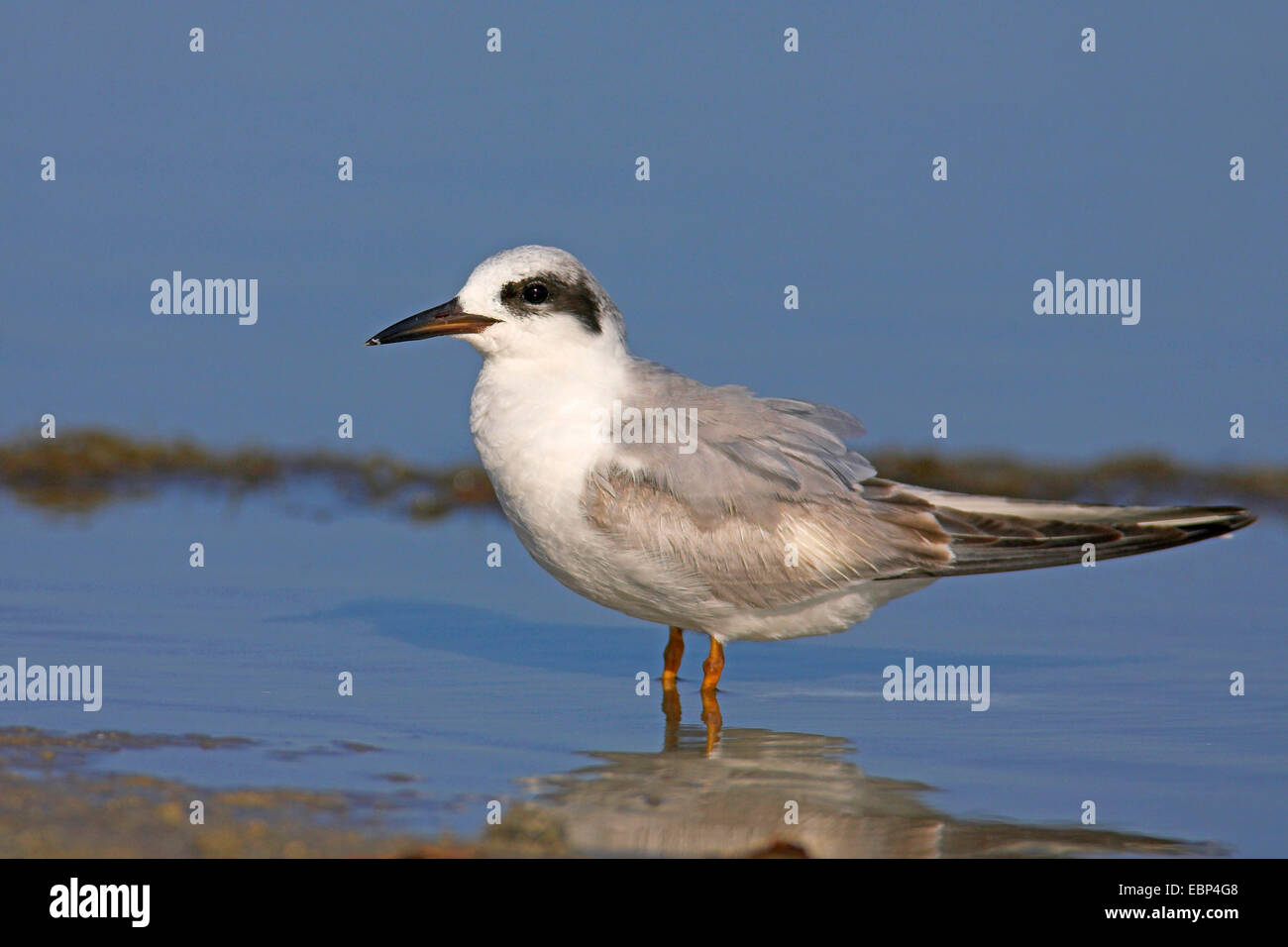 forster's tern (Sterna forsteri), stands in shallow water, winter ...