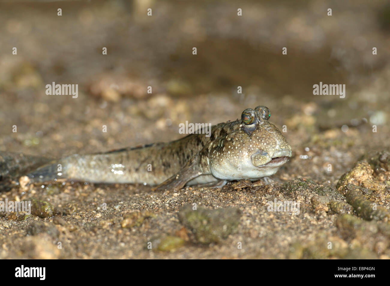 Mudskippers amphibious fish one hi-res stock photography and images - Alamy