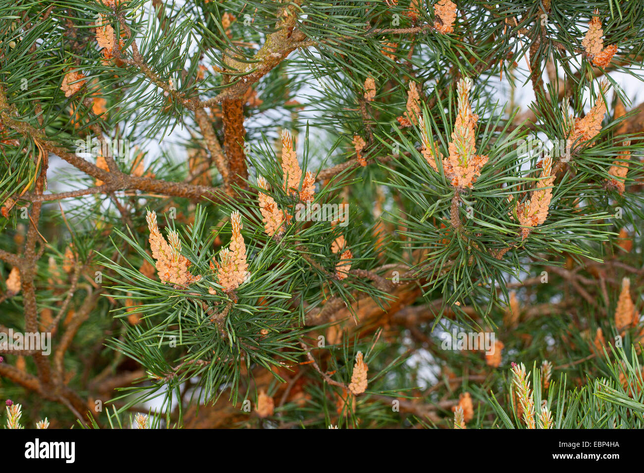 Scotch pine, Scots pine (Pinus sylvestris), branches with male flowers ...