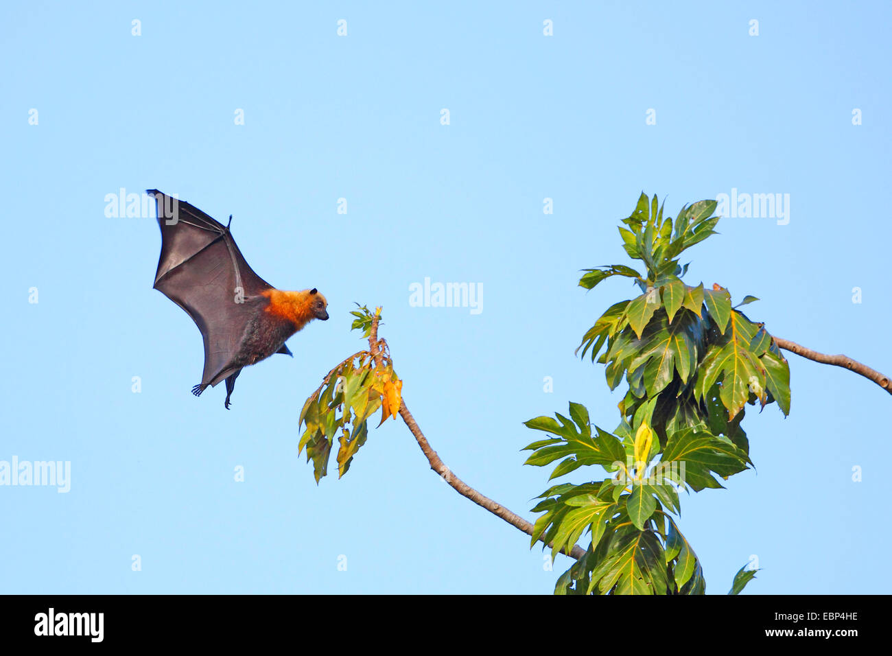 seychelles flying fox, seychelles fruit bat (Pteropus seychellensis ...