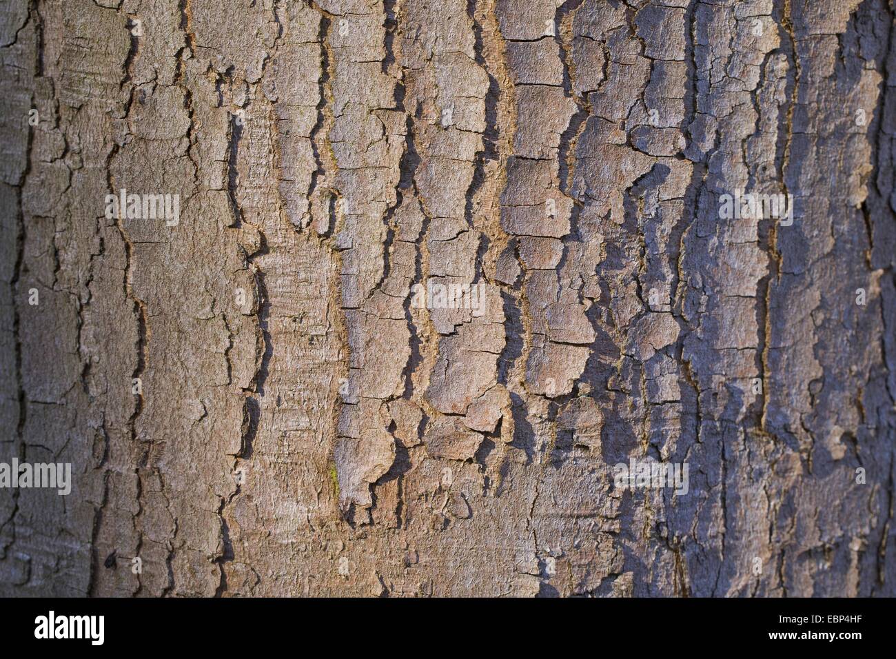 sycamore maple, great maple (Acer pseudoplatanus), bark, Germany Stock ...