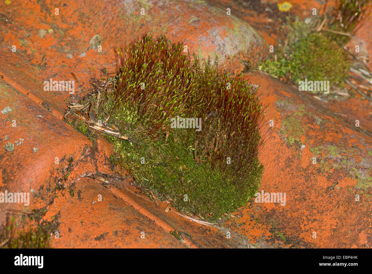 Redshank moss ceratodon hi-res stock photography and images - Alamy