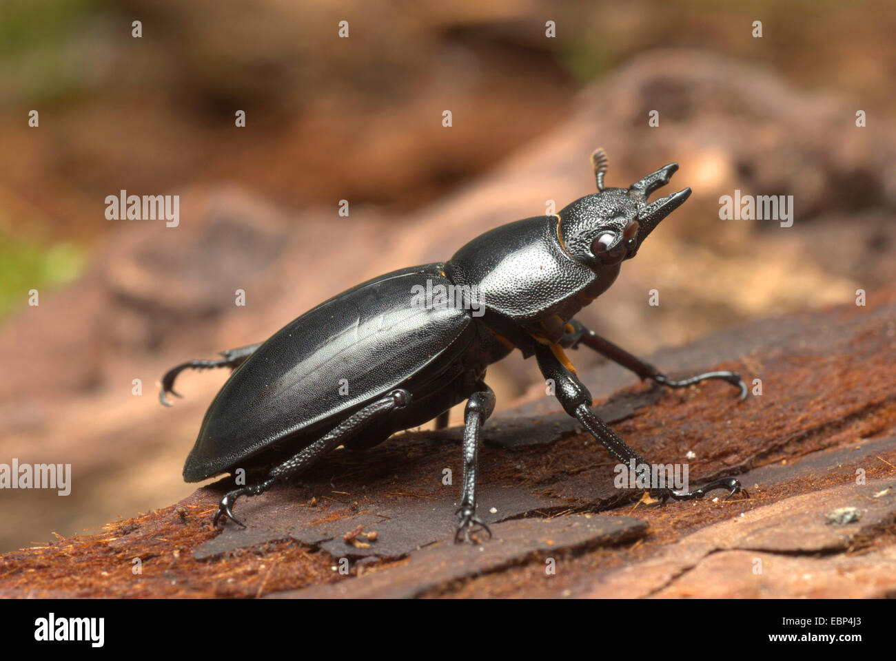 Stag Beetle (Hexathrius buqueti), female Stock Photo - Alamy