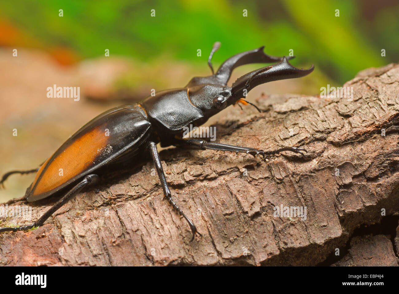 Male stag beetles hi-res stock photography and images - Alamy