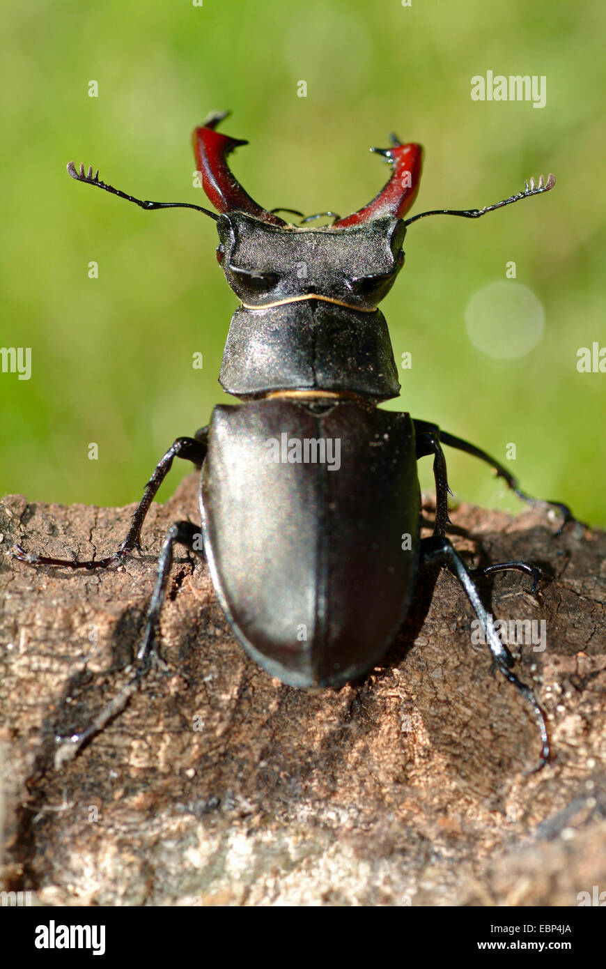 stag beetle, European stag beetle (Lucanus cervus), male, Germany Stock ...