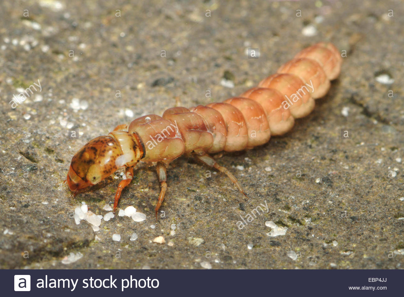 Hydropsyche Stock Photos & Hydropsyche Stock Images - Alamy
