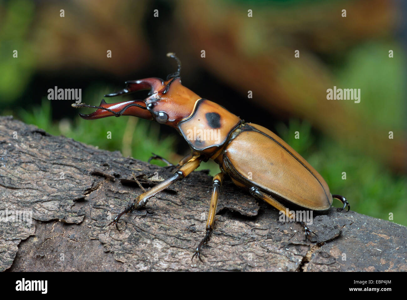 Stag Beetle (Homoderus gladiator), ,ale Stock Photo - Alamy