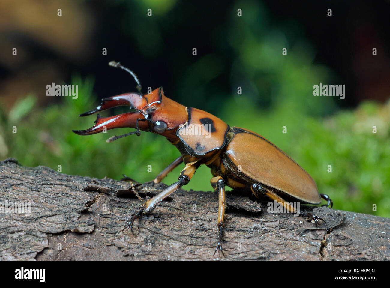 Stag Beetle (Homoderus gladiator), male Stock Photo - Alamy