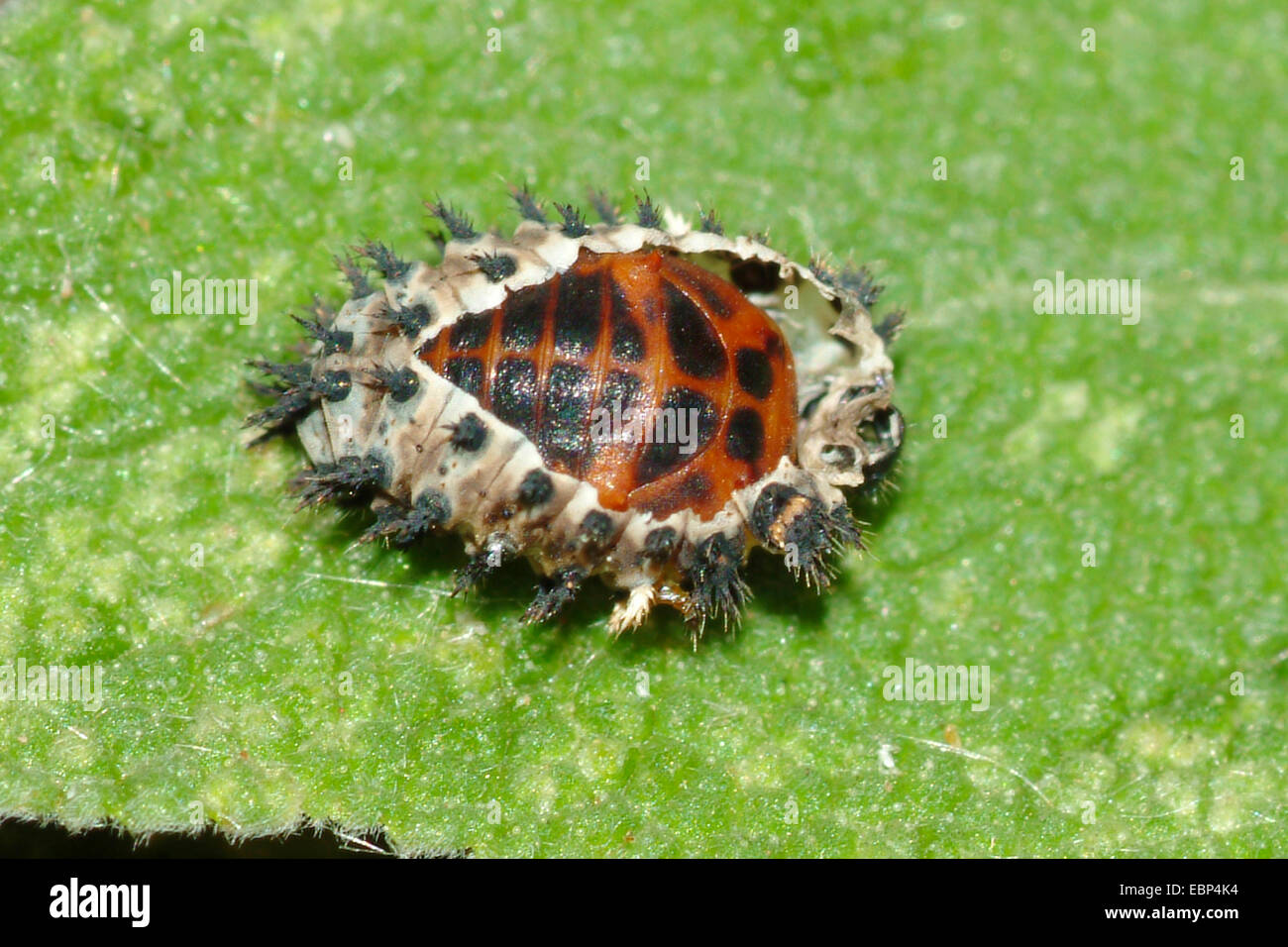 ladybirds, ladybird beetles, lady beetles, ladybugs (Coccinellidae ...