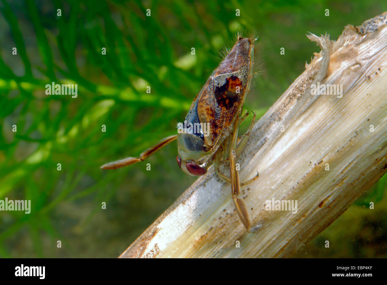 Backswimmer High Resolution Stock Photography and Images - Alamy