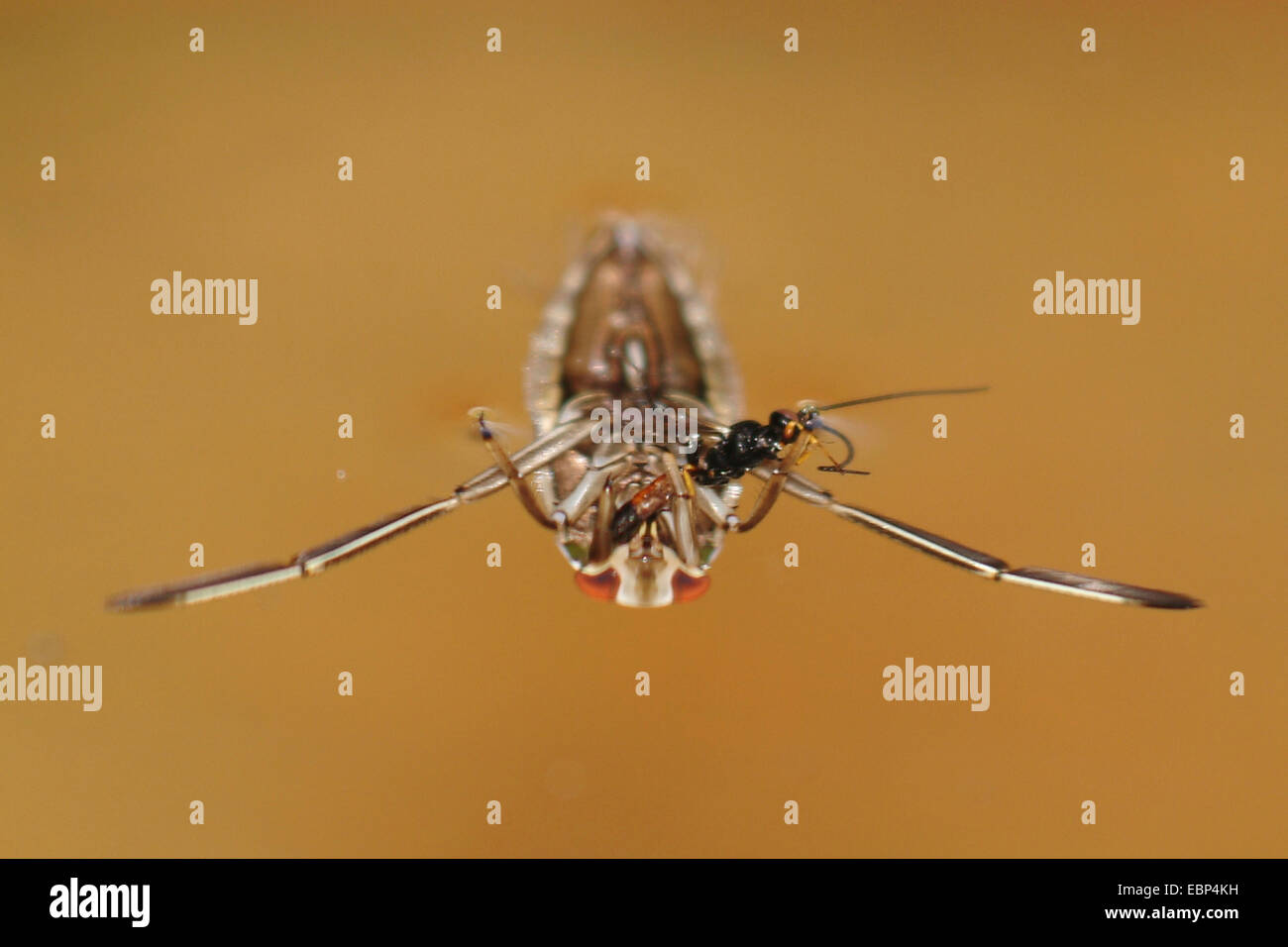 Backswimmer hi-res stock photography and images - Alamy