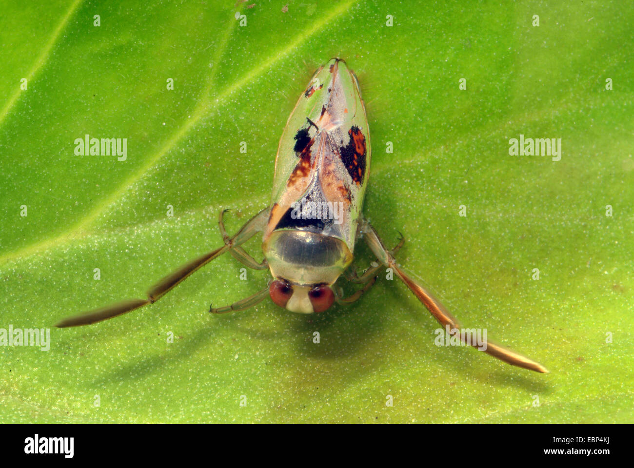 common backswimmer (Notonecta glauca), swimming, Germany Stock Photo ...