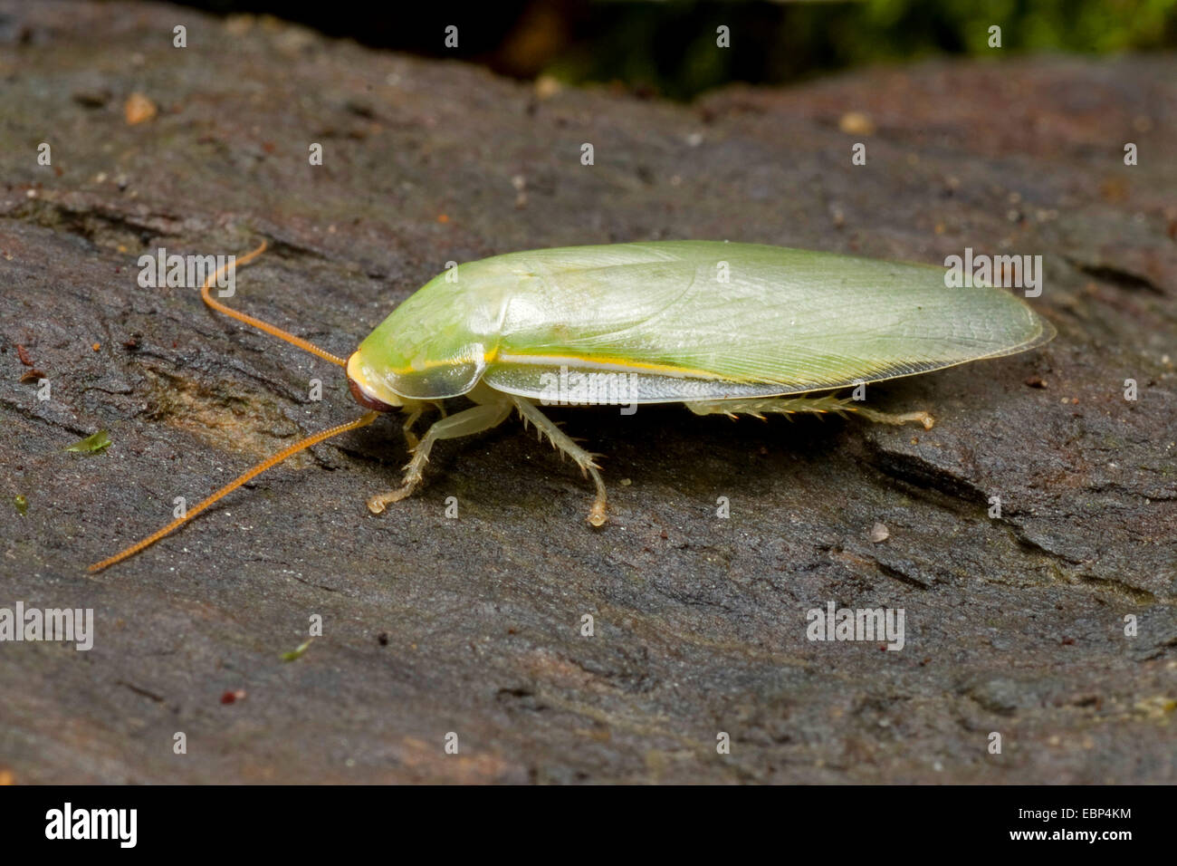 Cuban cockroach, Green Banana Cockroach (Panchlora nivea), on a stone ...