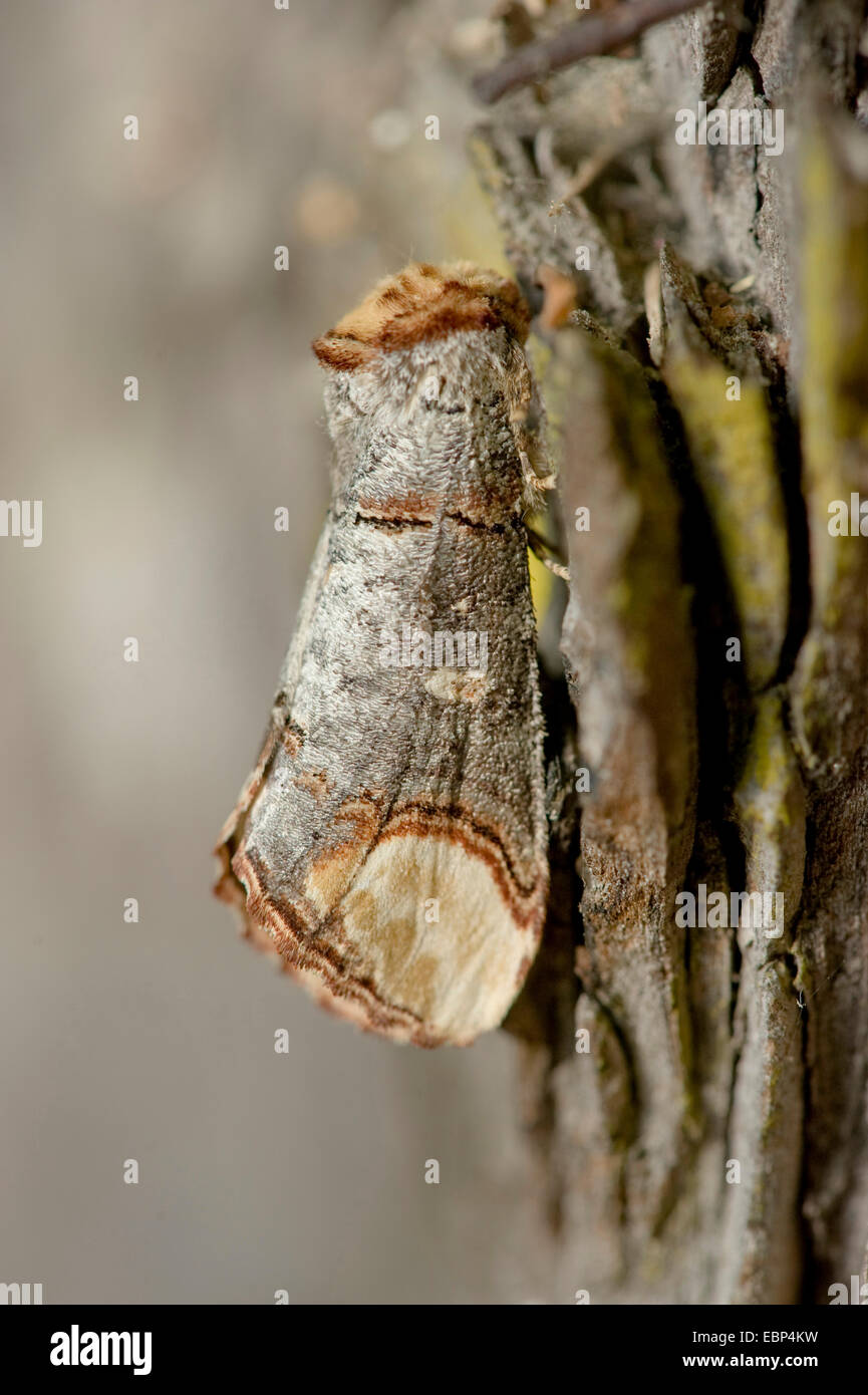 buff-tip moth (Phalera bucephala), on bark, Germany Stock Photo - Alamy