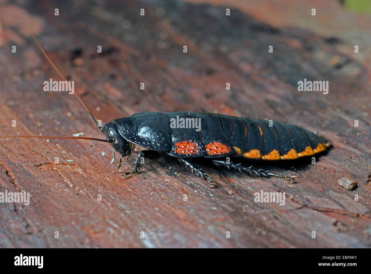 Madagascar giant hissing cockroach hi-res stock photography and images ...