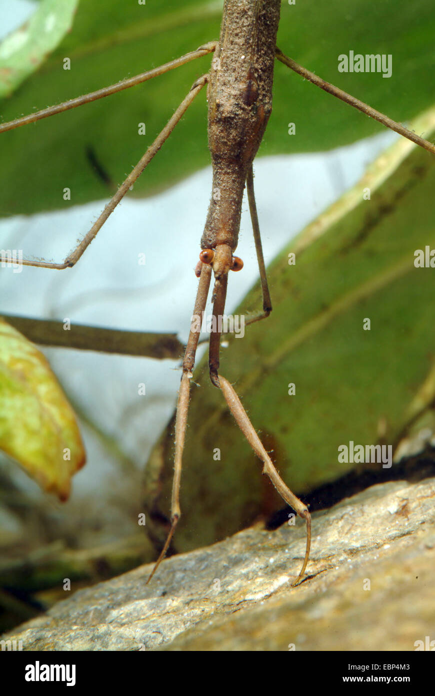 Water Stick Insect, Long-bodied Water Scorpion (Ranatra linearis ...