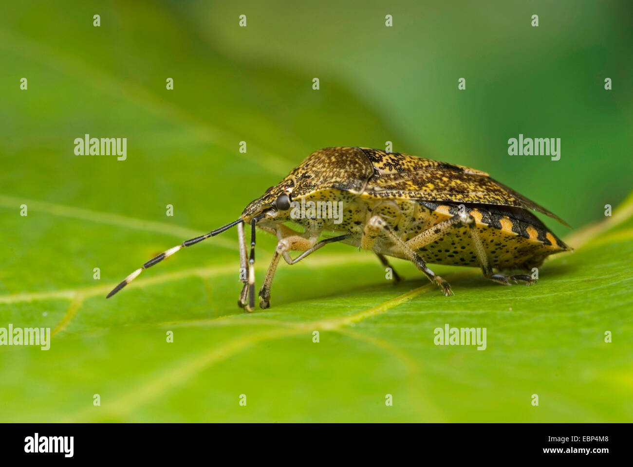 Stink bug, Shield bug (Rhaphigaster nebulosa), on a leaf, Germany Stock ...