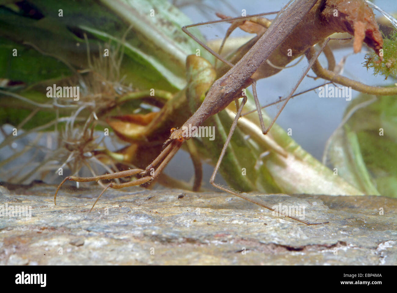 Water Stick Insect, Long-bodied Water Scorpion (Ranatra linearis ...