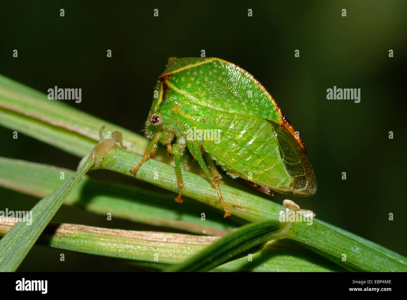 Buffalo treehopper stictocephala bisonia hi-res stock photography and ...