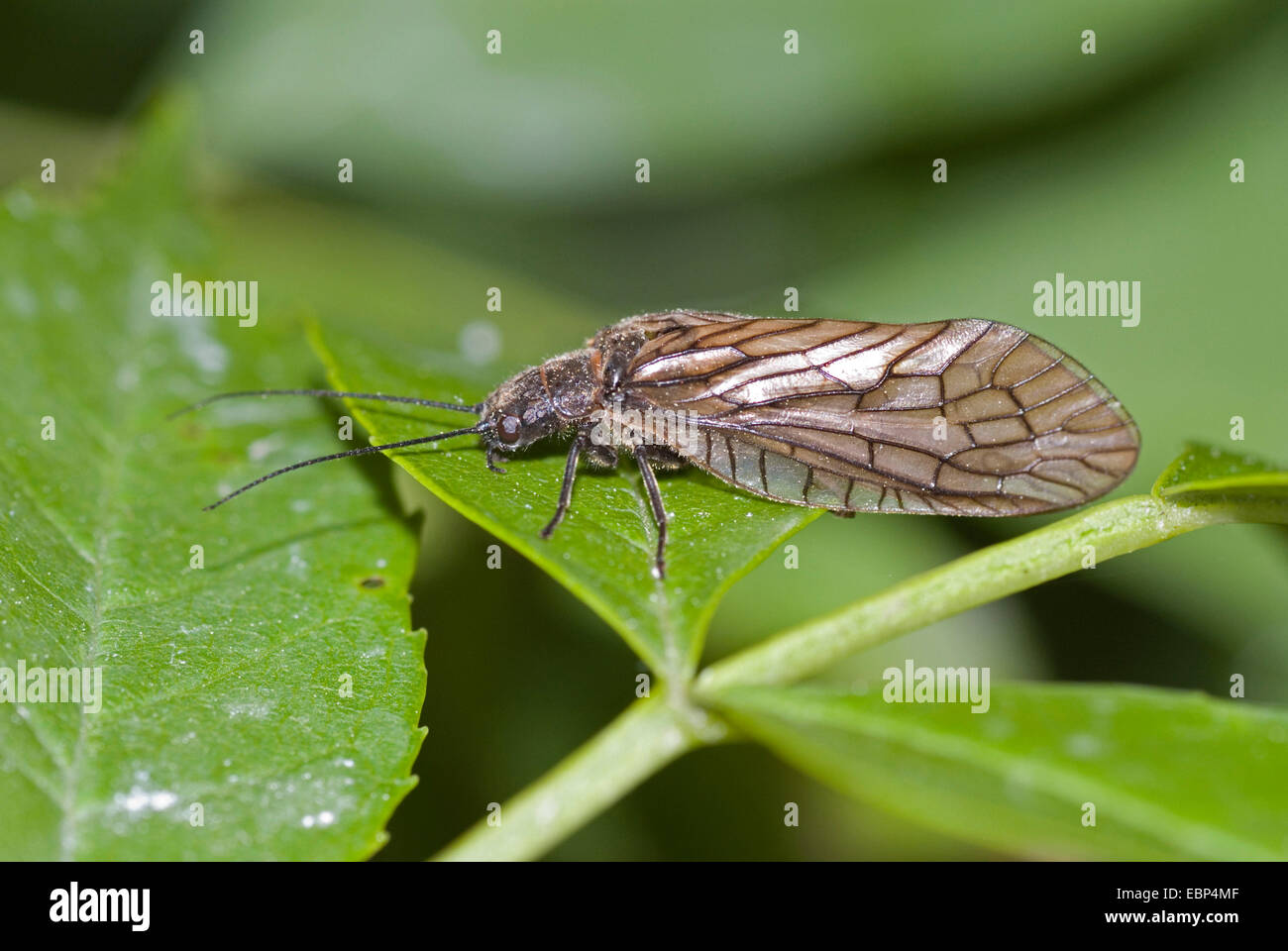 Megalopteran insects hi-res stock photography and images - Alamy