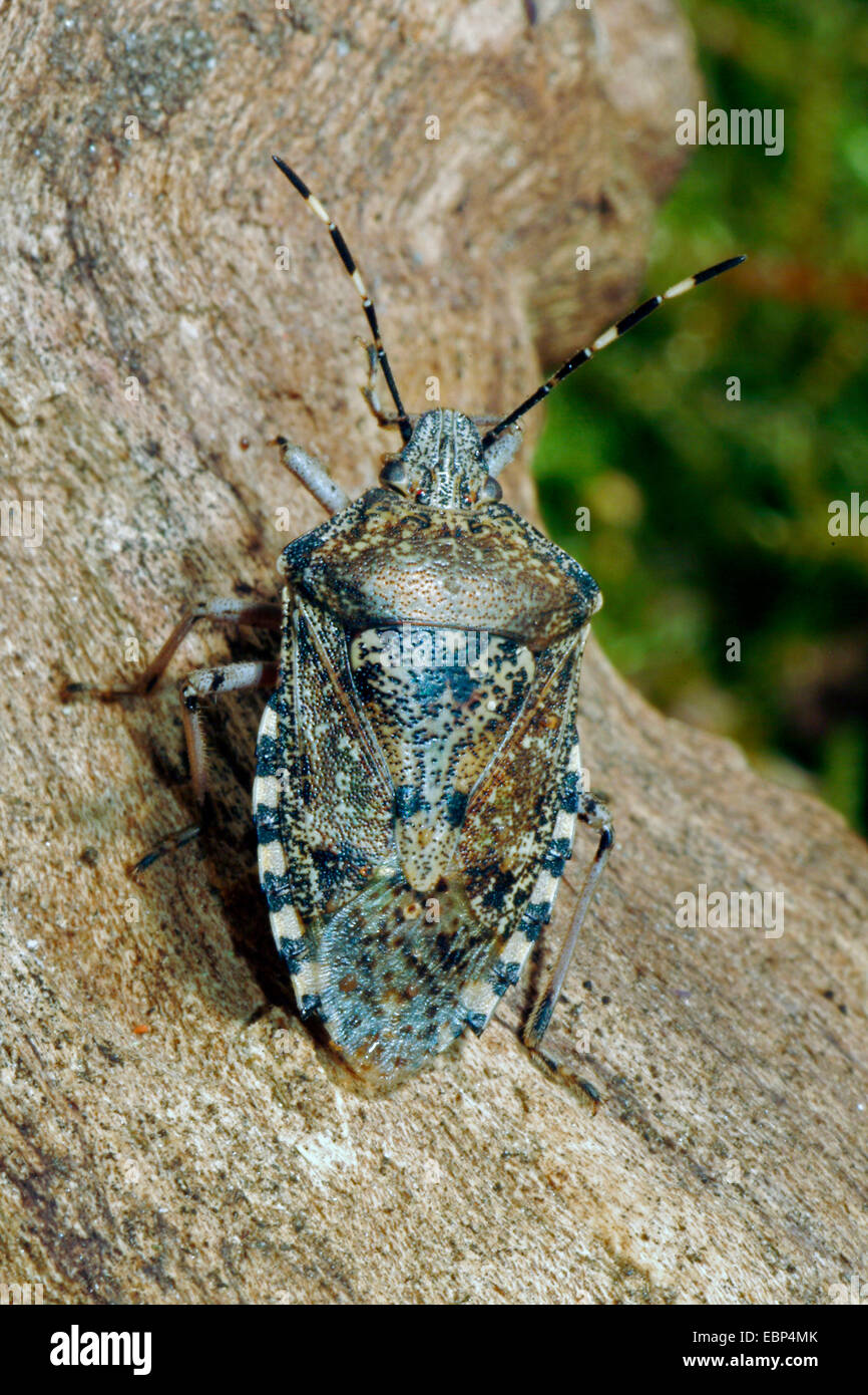 Stink bug, Shield bug (Rhaphigaster nebulosa), on a stone, Germany ...
