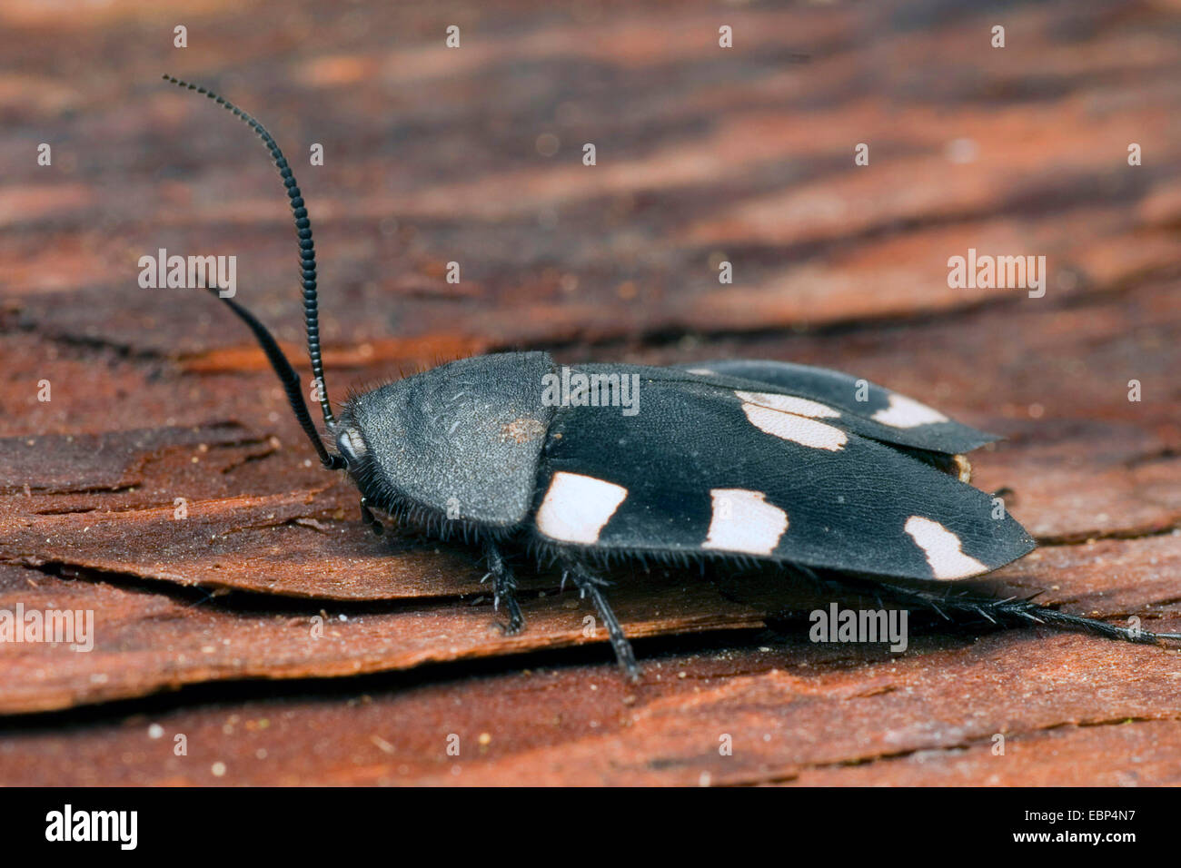 Indian domino cockroach (Therea petiveriana), on bark Stock Photo - Alamy