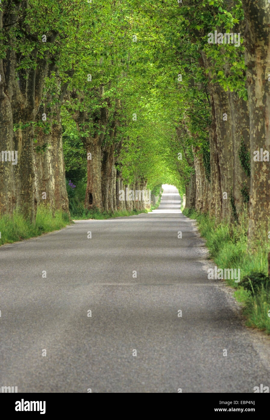 Plane trees provence hi-res stock photography and images - Alamy