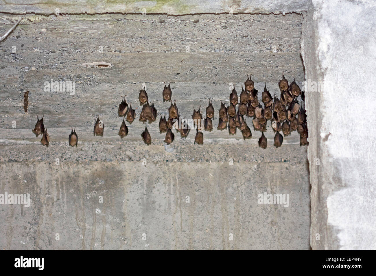 Mediterranean horseshoe bat (Rhinolophus euryale), group hanging upside ...