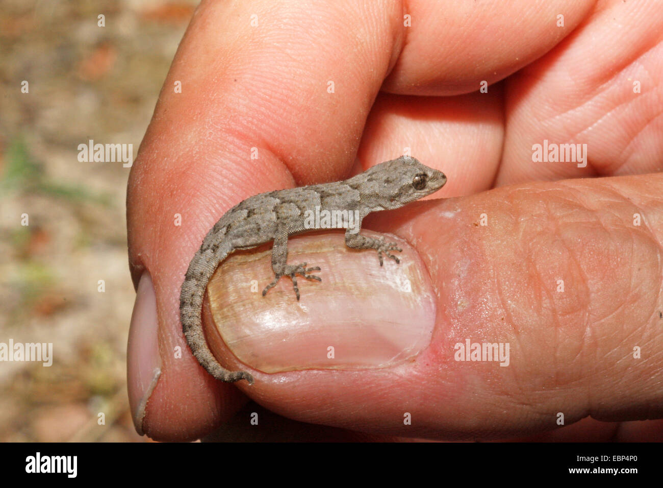 Kotschy's gecko (Cyrtodactylus kotschyi, Mediodactylus kotschyi ...