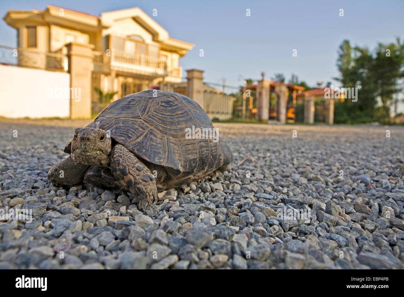 Eurasian Spur-thighed tortoise, Mediterranean spur-thighed tortoise ...