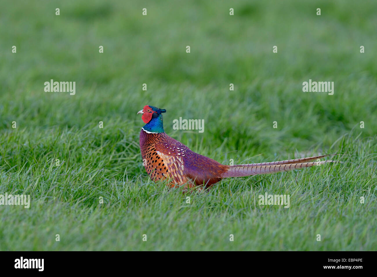 common pheasant, Caucasus Pheasant, Caucasian Pheasant (Phasianus ...