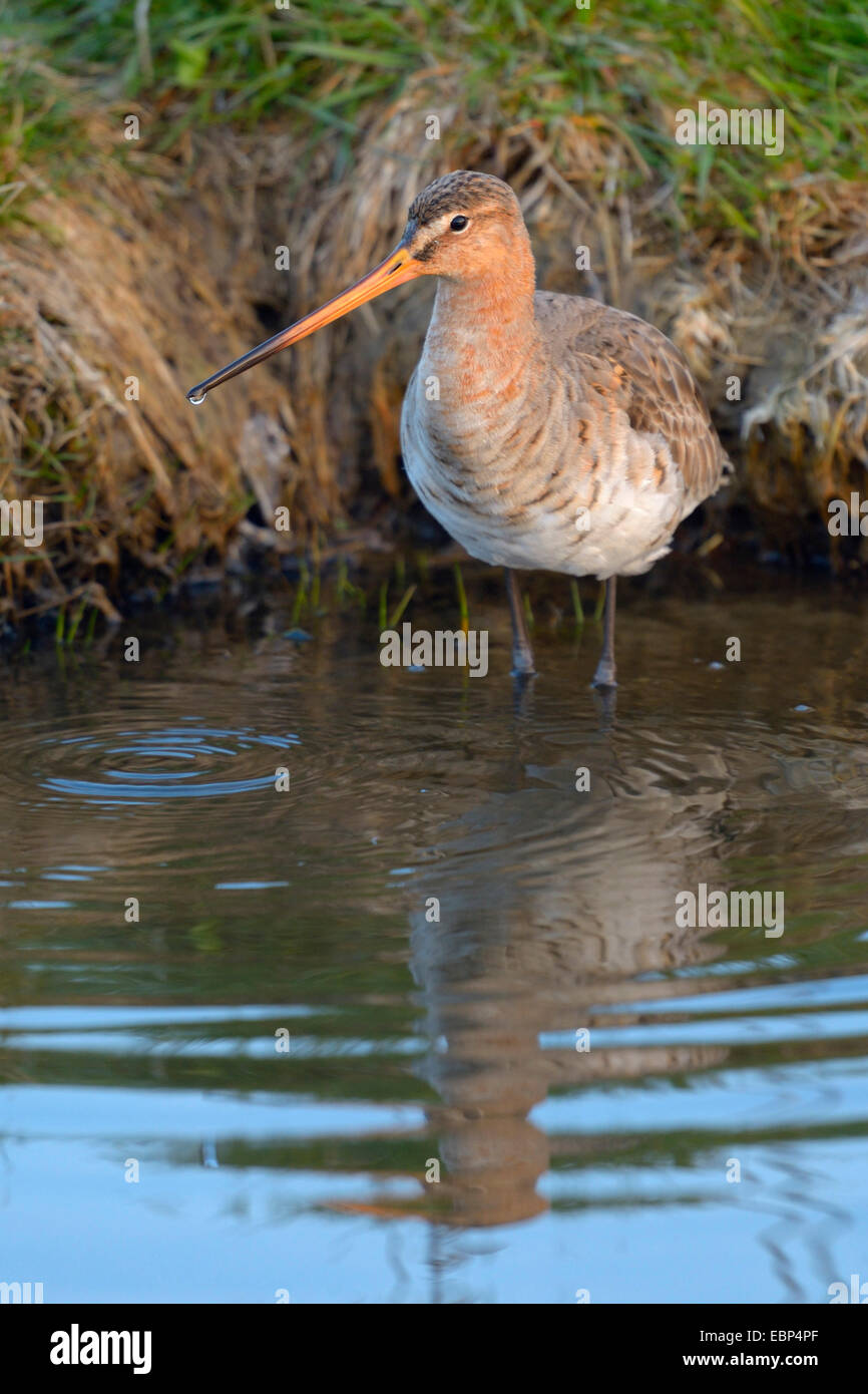 black-tailed godwit (Limosa limosa), standing in shallow water ...