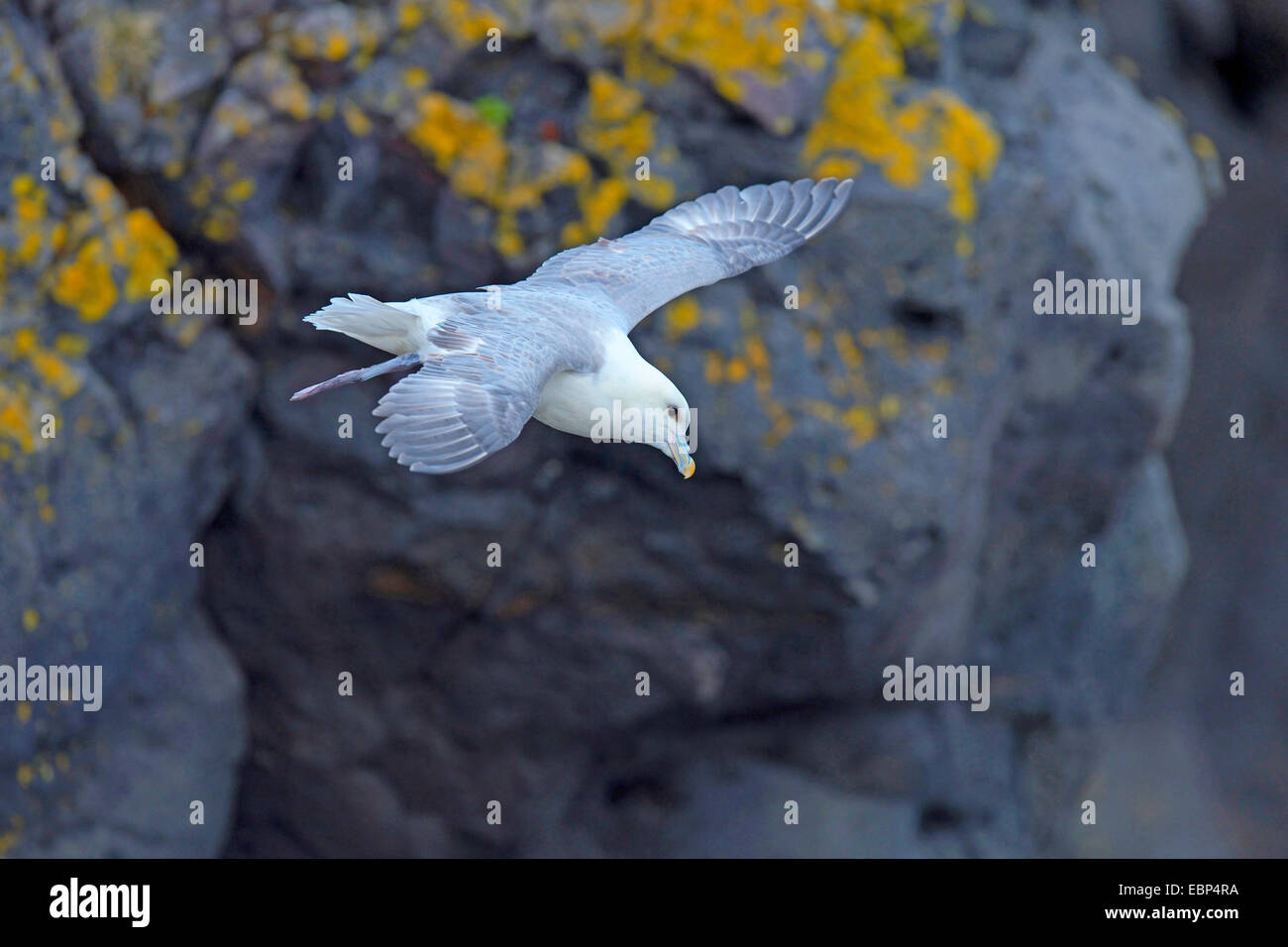 northern fulmar (Fulmarus glacialis), flying at a rock wall, Iceland ...