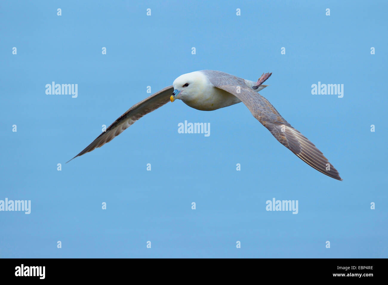 northern fulmar (Fulmarus glacialis), flying, Iceland Stock Photo - Alamy