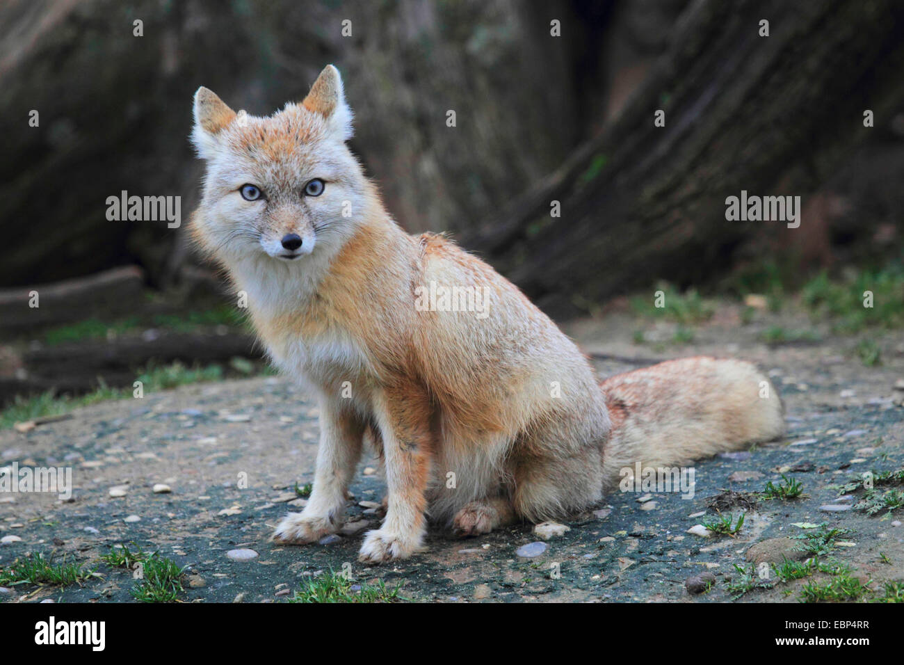Corsac fox (Vulpes corsac), sitting Stock Photo - Alamy