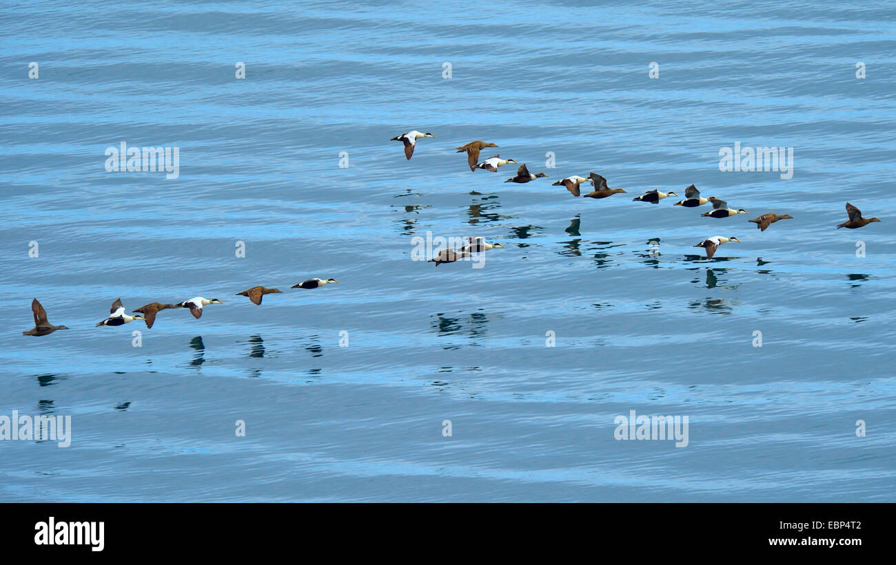 Common eider ducks flying hi-res stock photography and images - Alamy